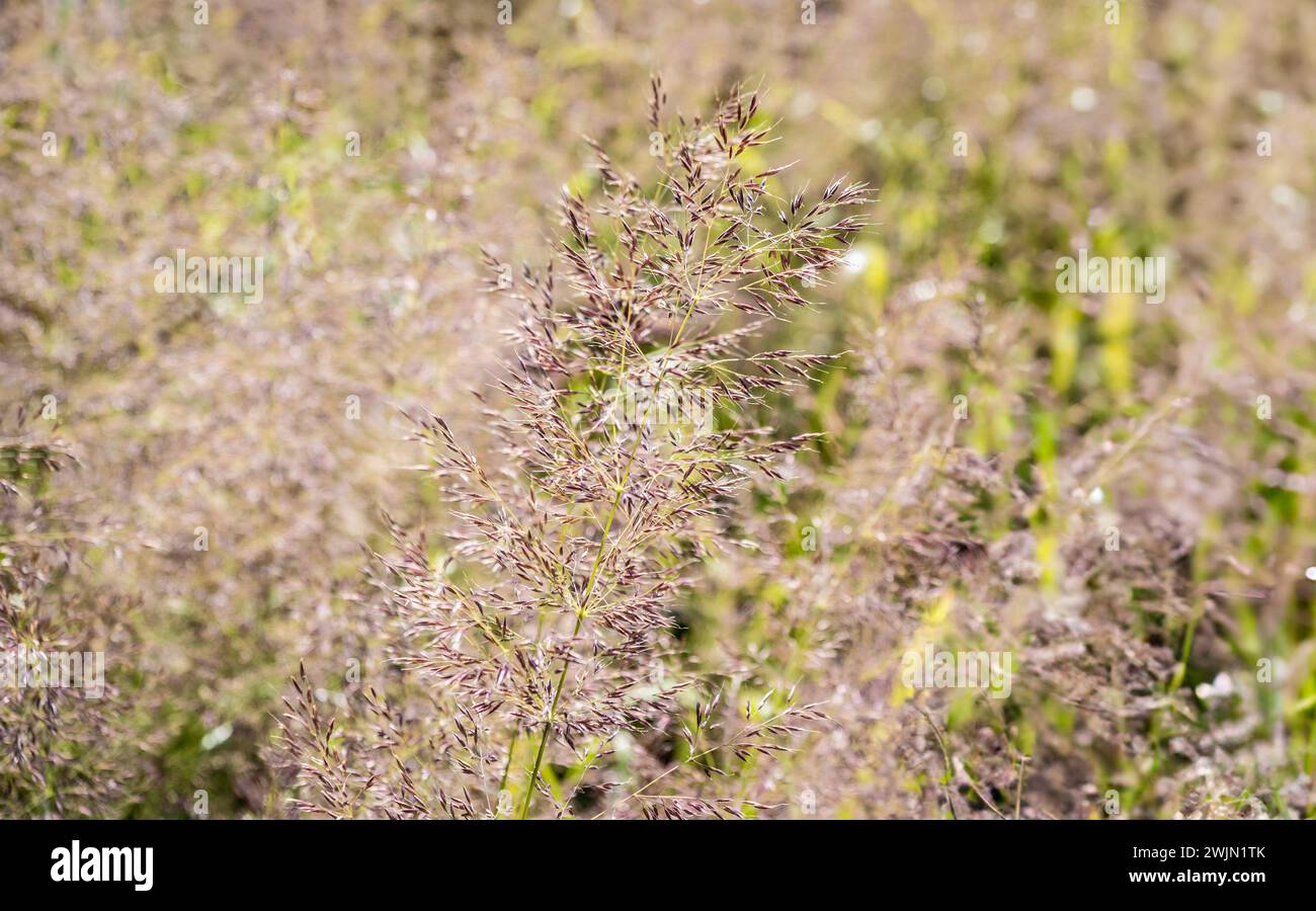 Horticulture seed hi-res stock photography and images - Alamy