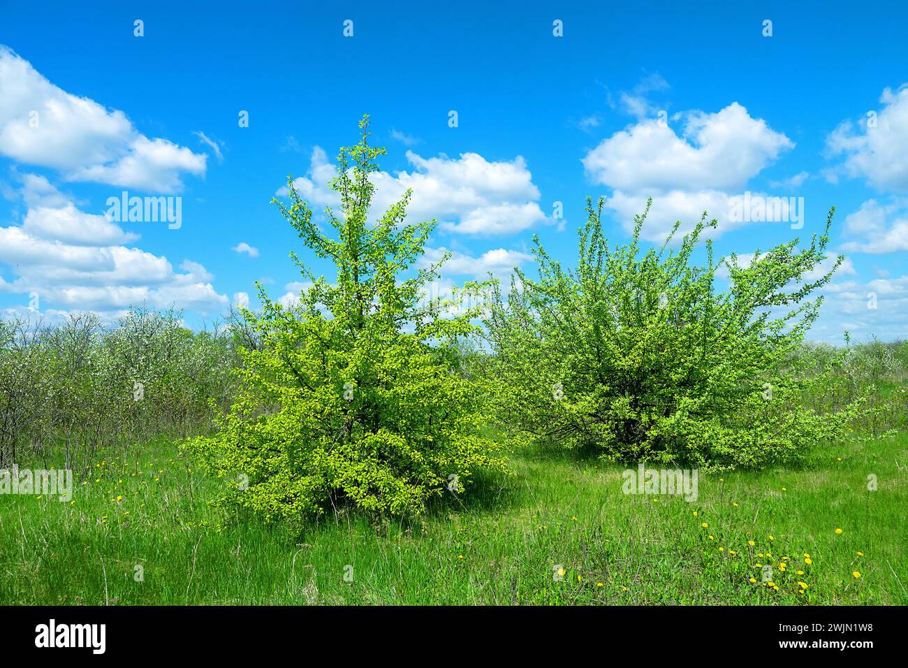Wild pear Pyrus communis) in the forest-steppe, crab stock for steppe ...