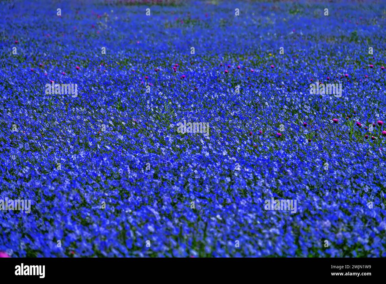 Long-stalked flax (Linum usitatissimum) blooms massively in large areas ...