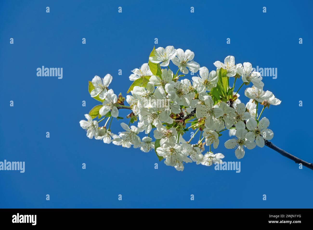 Steppe wild frutescent cherry (Prunus chamaecerasus, Cerasus fruticosa ...