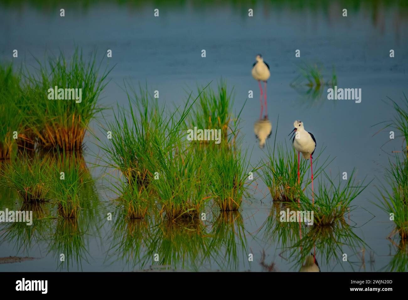 black-winged stilt (Himantopus himantopus) in typical habitat. Shallow ...