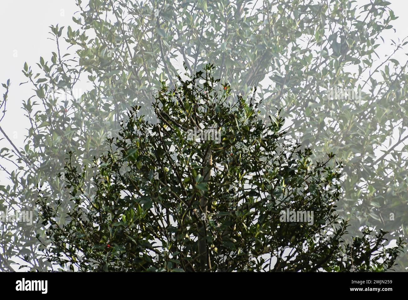 Photographed trees using multiple exposure in Camera Stock Photo - Alamy