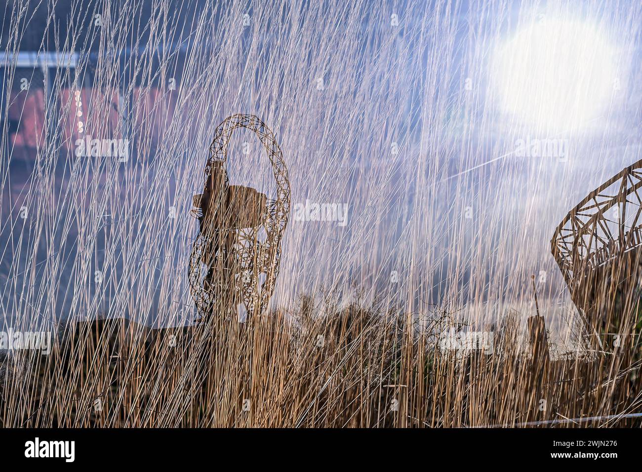Reeds background in the park, multiple exposure background ...