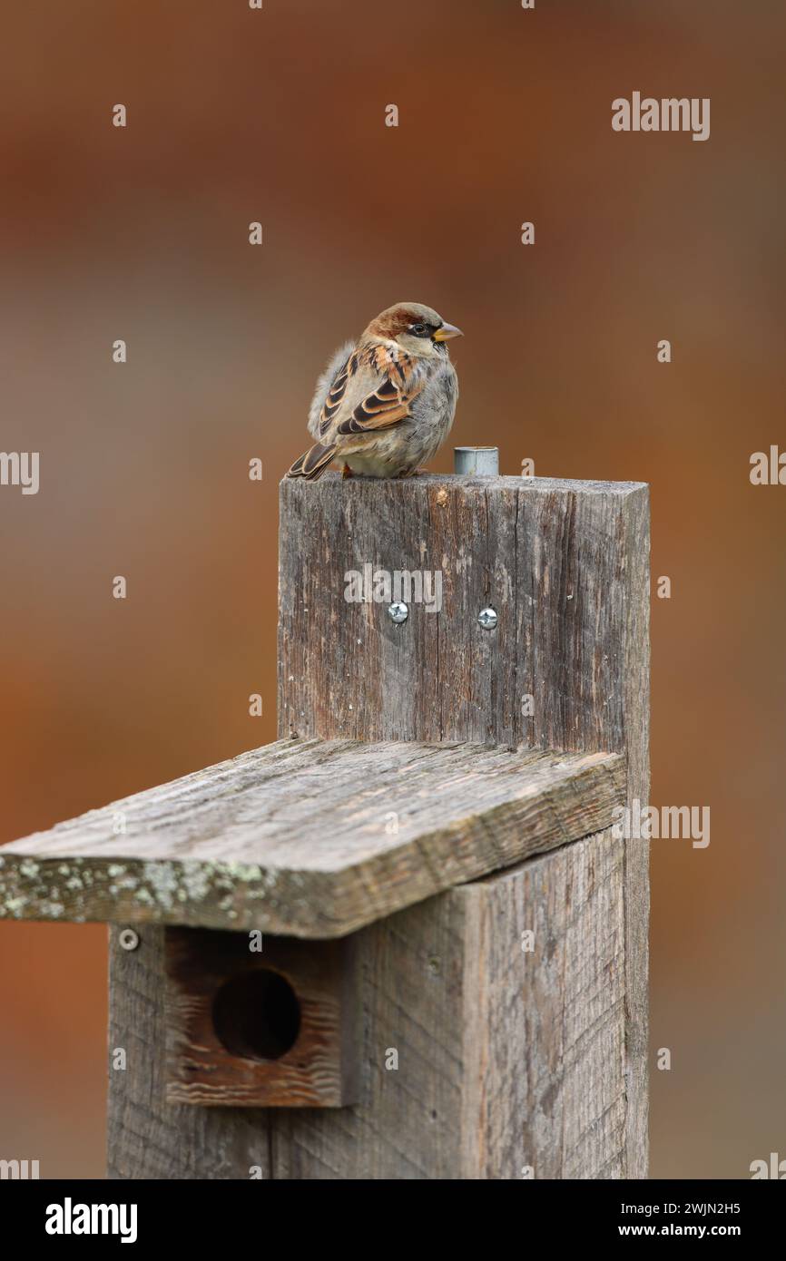 Sparrow birdhouse hi-res stock photography and images - Alamy