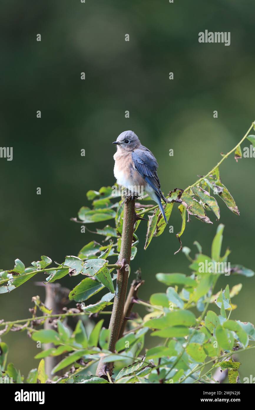 An eastern bluebird perches atop a black locust tree Stock Photo - Alamy