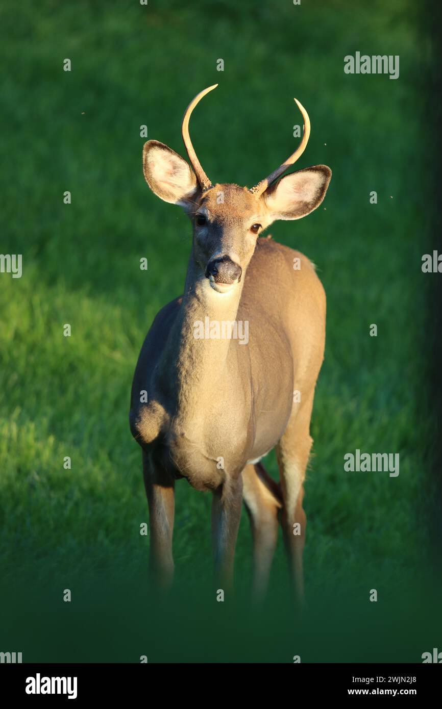 A male whitetail deer catching some sunshine Stock Photo - Alamy