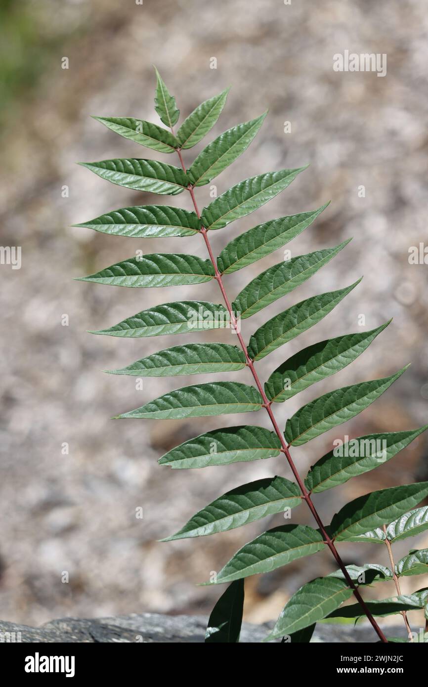 Tree of heaven hi-res stock photography and images - Alamy