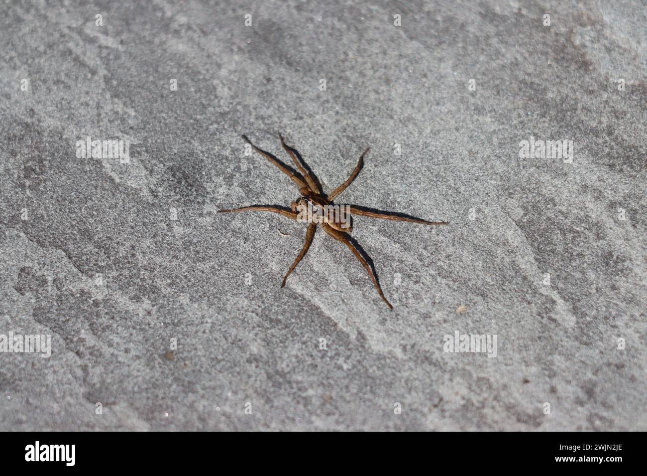 A wolf spider on grey slate Stock Photo - Alamy