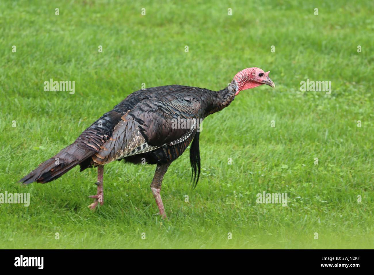 Male wild turkey beard hi-res stock photography and images - Alamy