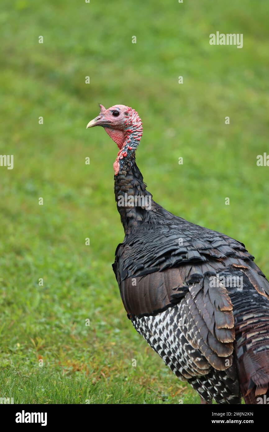 Closeup profile of a wild turkey Stock Photo - Alamy