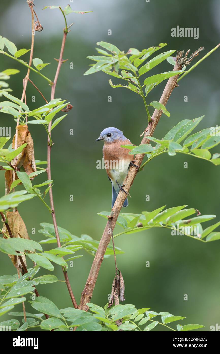 An eastern bluebird in a tree Stock Photo - Alamy