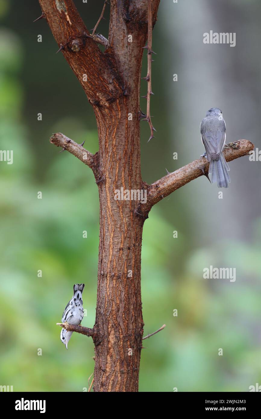 Two birds in a black locust tree Stock Photo - Alamy