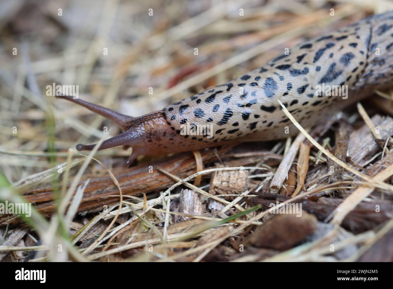 A leopard slug on mulch Stock Photo - Alamy