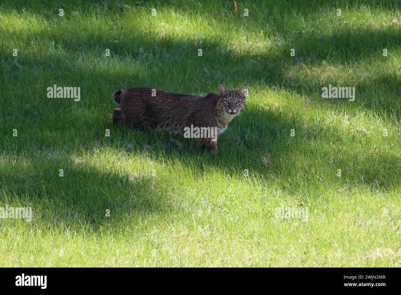 Grassy lawn habitat hi-res stock photography and images - Alamy