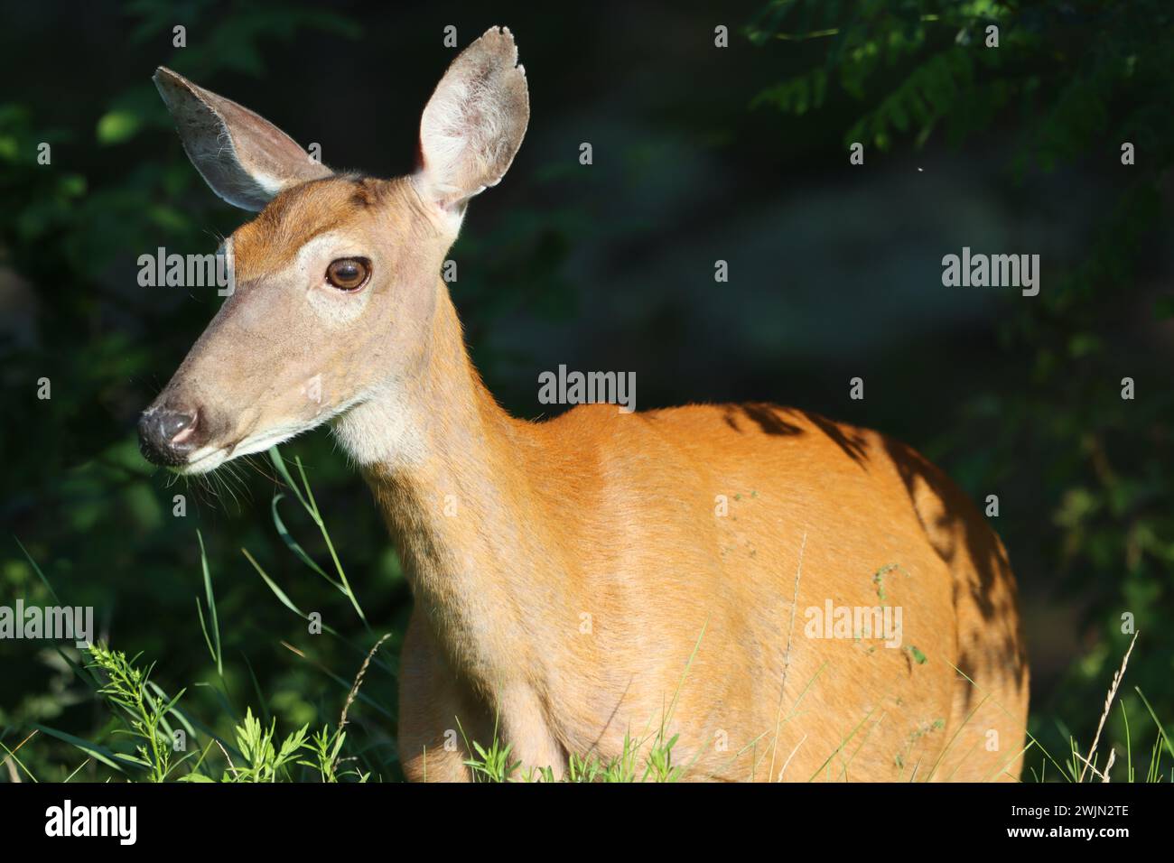 A whitetail doe walking into the sunshine Stock Photo - Alamy