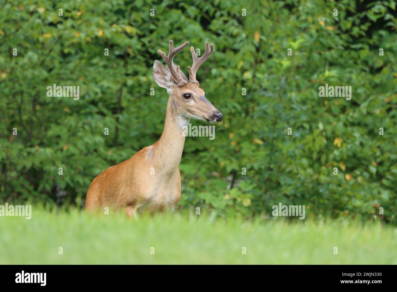 White tailed deer buck with antlers in velvet hi-res stock photography ...