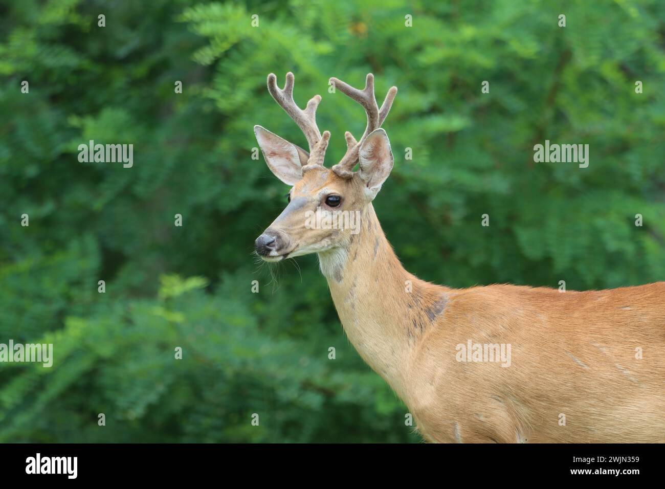 Whitetail with velvet antlers hi-res stock photography and images - Alamy