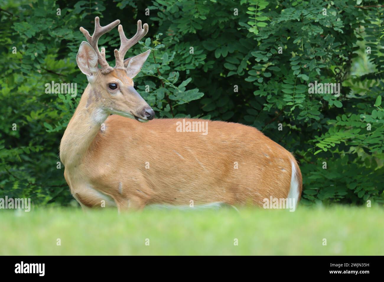 A male whitetail deer in velvet with his head turned Stock Photo - Alamy