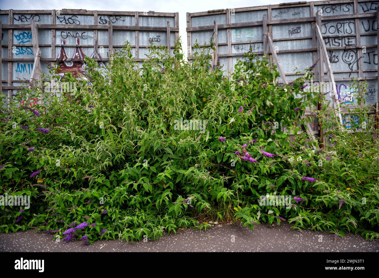 Urban landscapes in the city of Glasgow Scotland, showing nature and ...