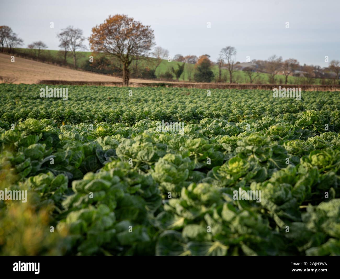 Brussels sprout vegetables produce growing in a field in Fife, Scotland ...