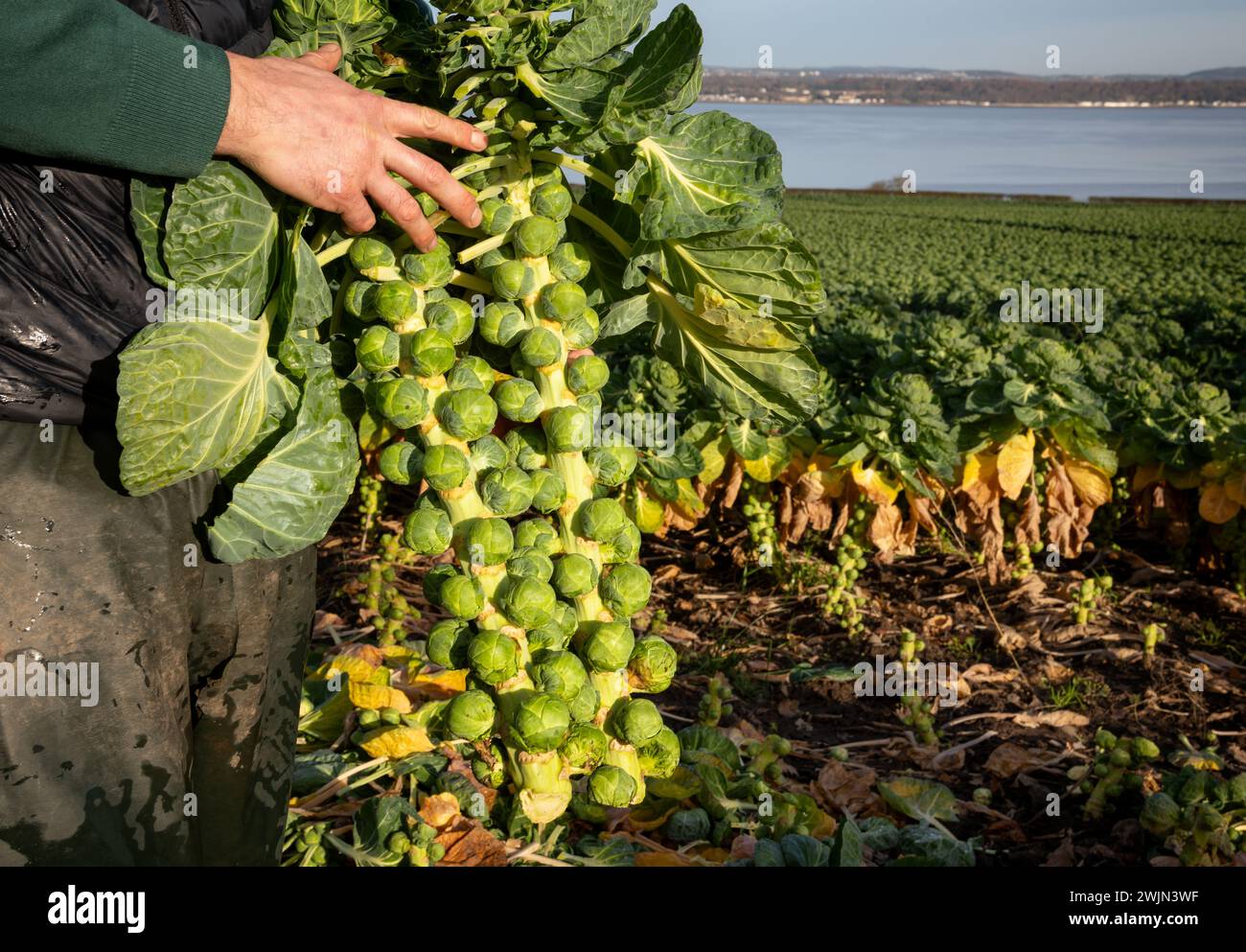Brussels sprout vegetables produce growing in a field in Fife, Scotland ...