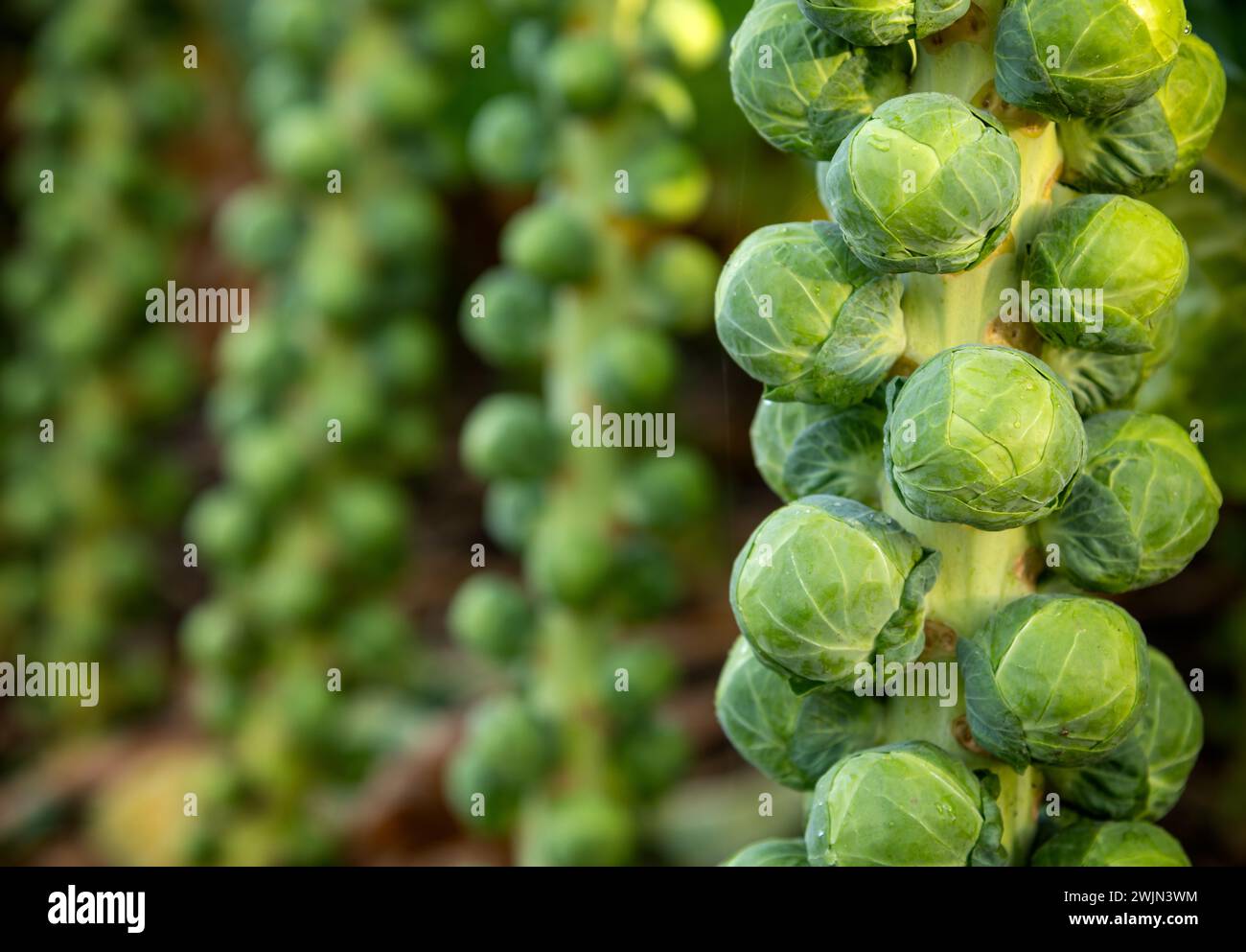 Vegetable produce at the castle hi-res stock photography and images - Alamy