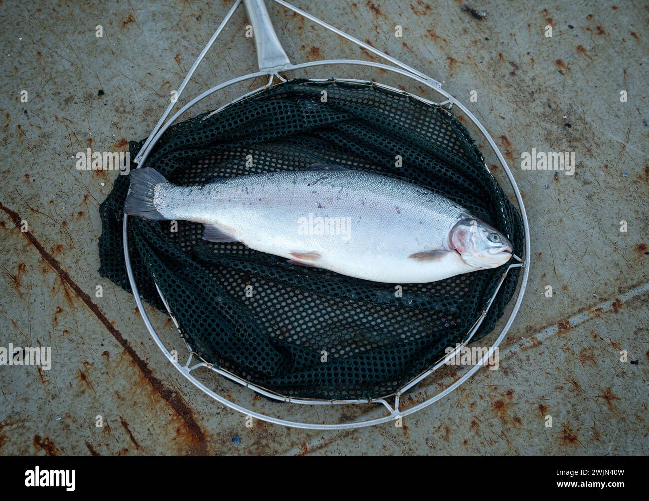 Steelhead Trout at a sea loch farm on the west coast of Scotland in ...