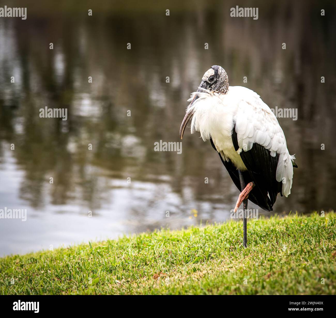 The wood stork, a large American wading bird. Found in subtropical and ...