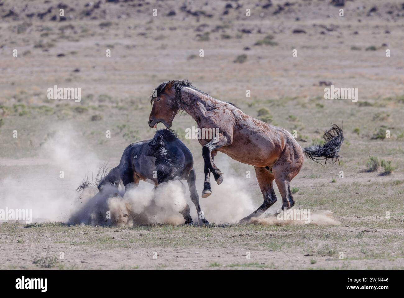 The Onaqui Mountain wild horse herd have a slight to moderate build and ...