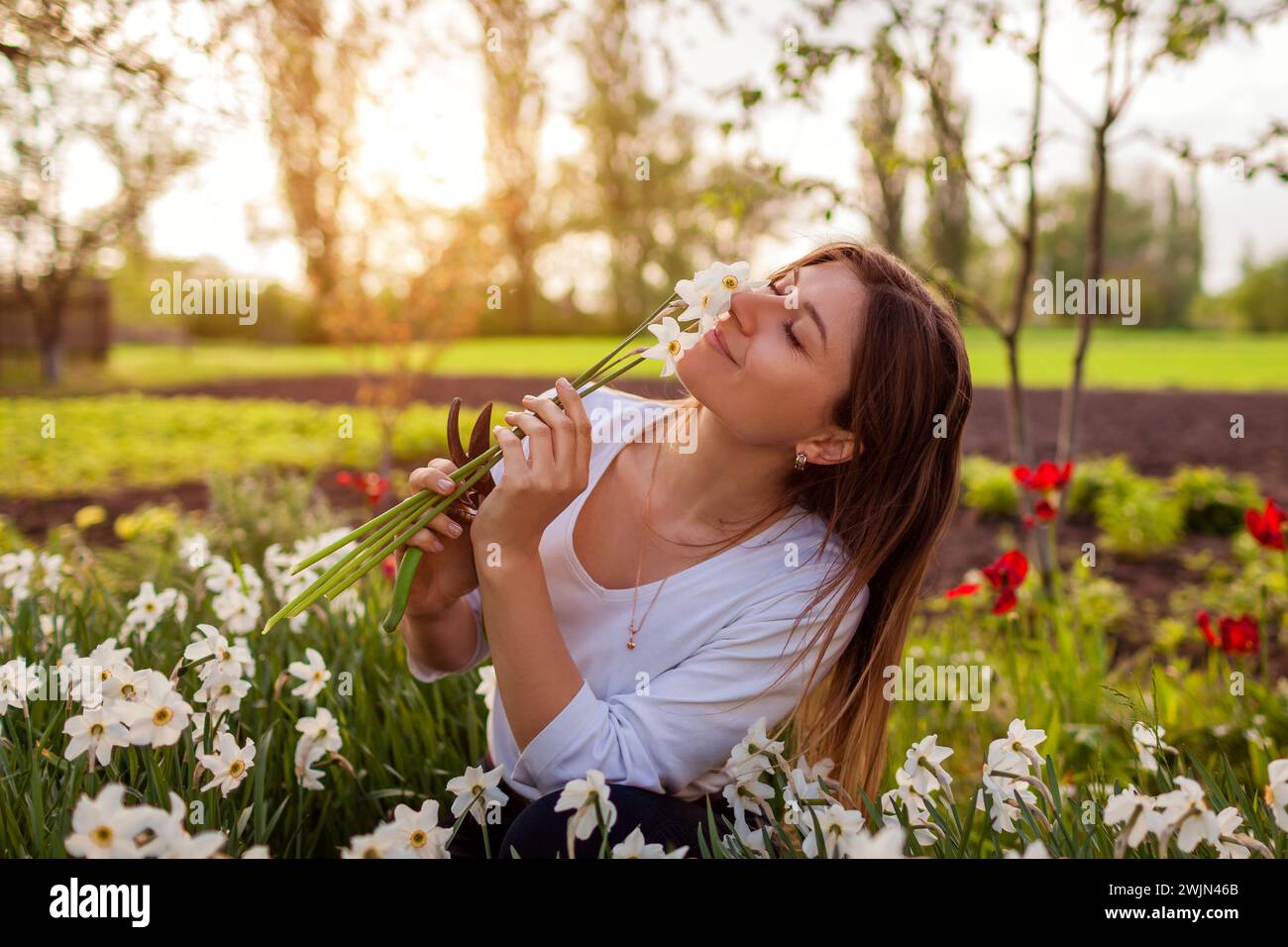 Portrait of young gardener picking daffodil flowers in spring garden ...
