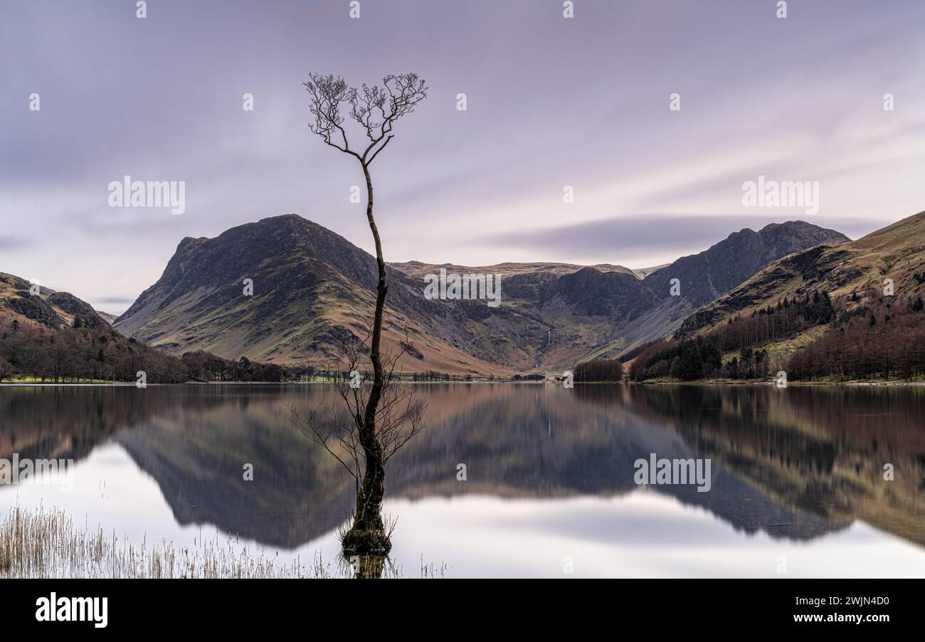 Buttermere lone tree hi-res stock photography and images - Alamy