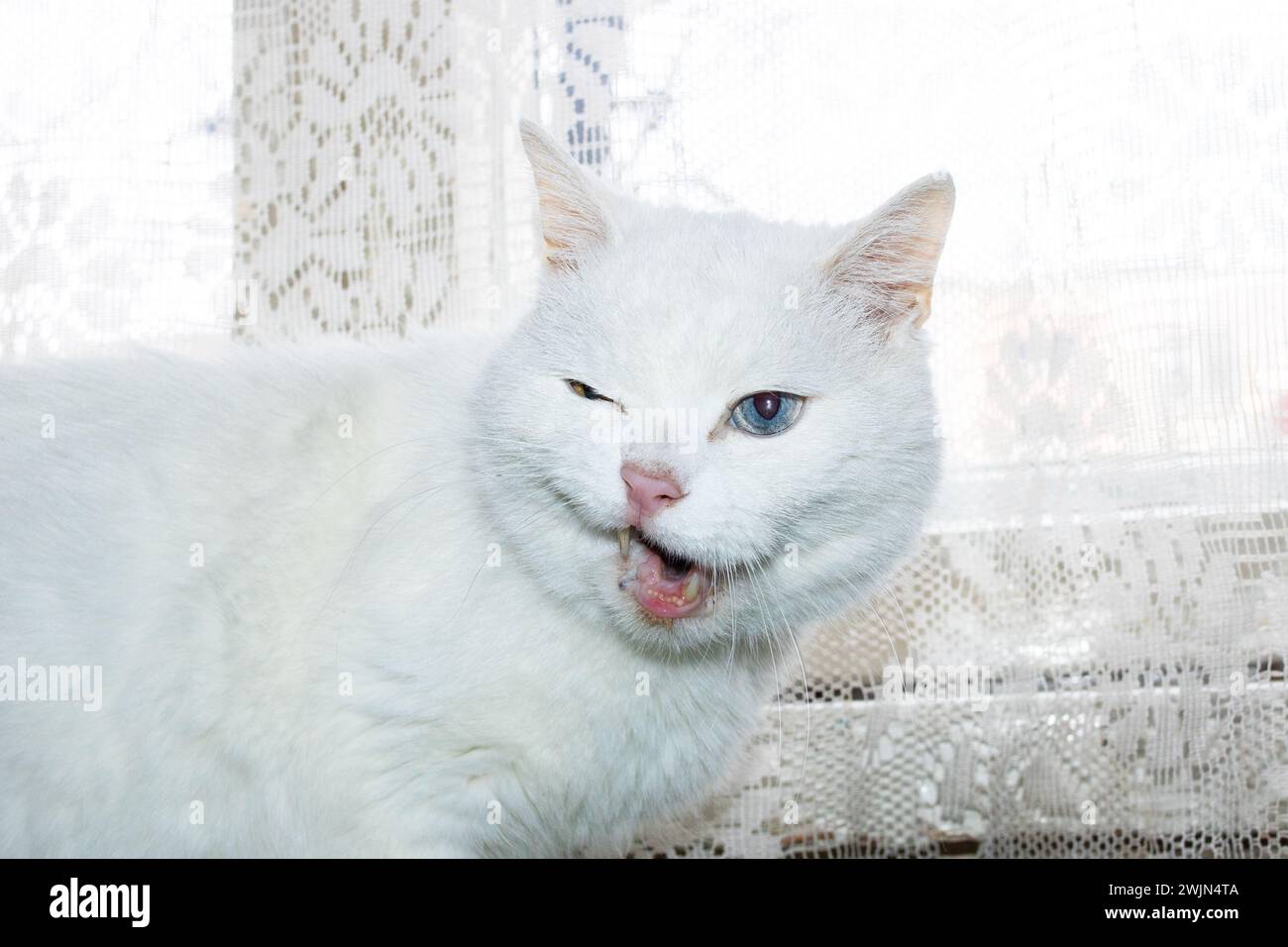 White cat meme hi-res stock photography and images - Alamy