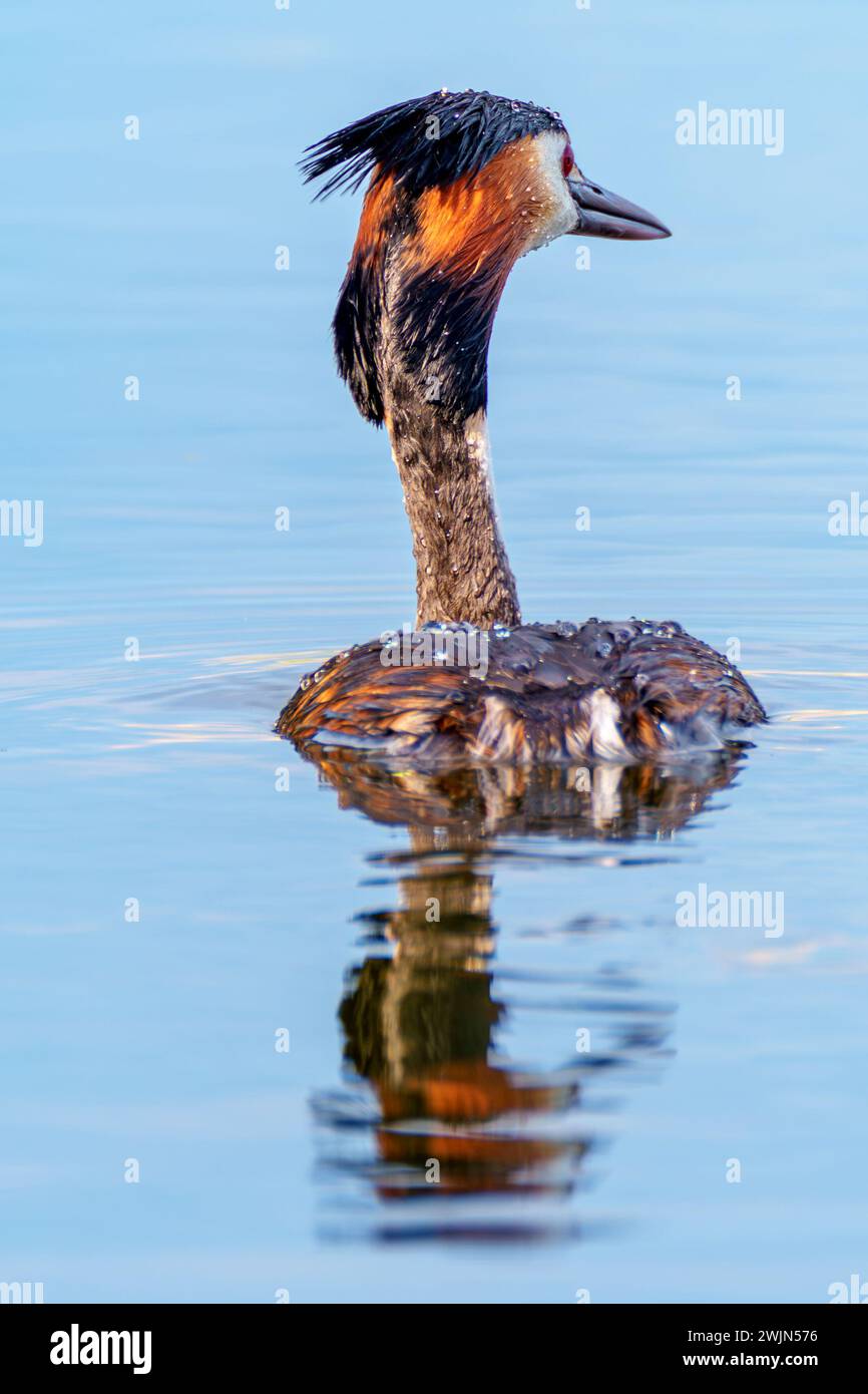 Fauna de zurich hi-res stock photography and images - Alamy