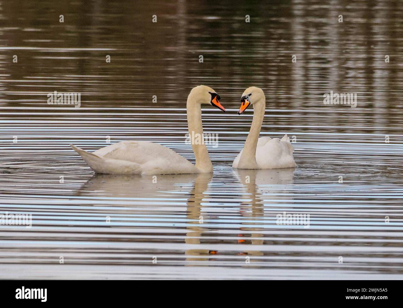 Common swans lough neagh hi-res stock photography and images - Alamy