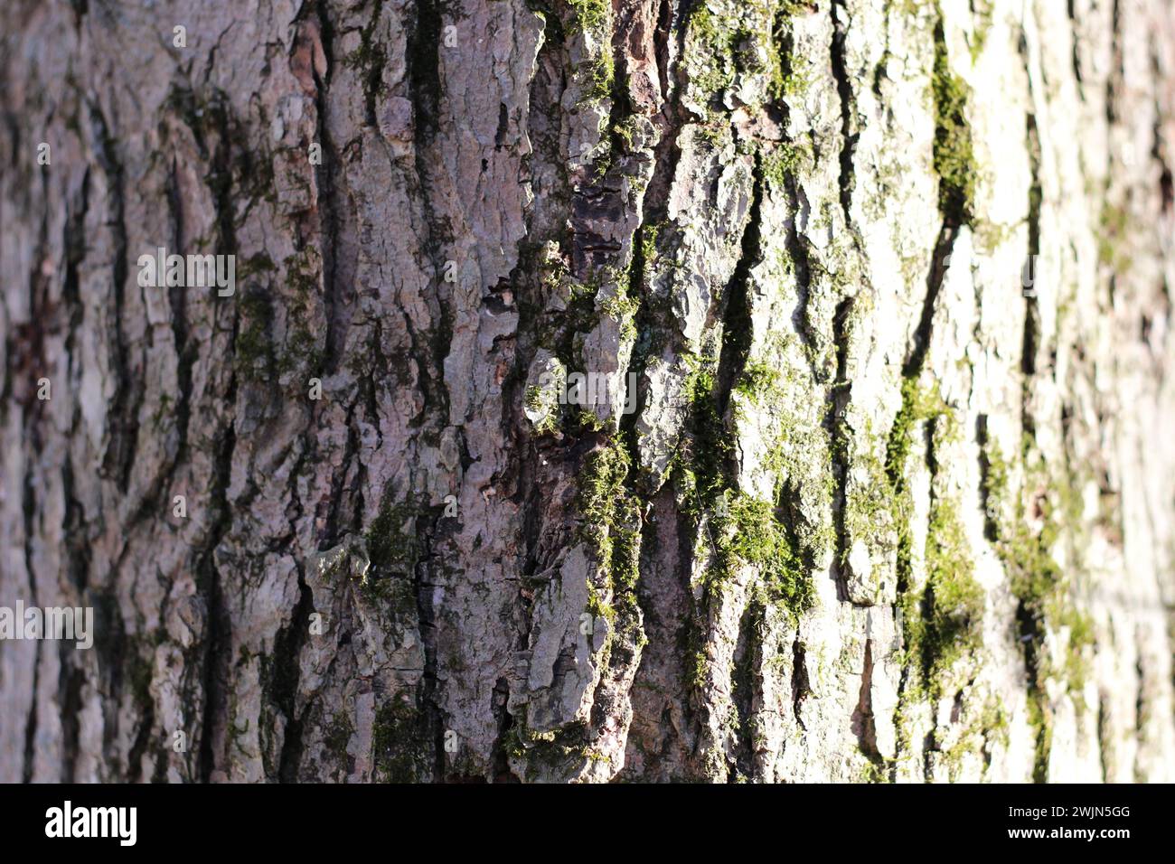 maple tree with sparse moss covering the bark Stock Photo - Alamy