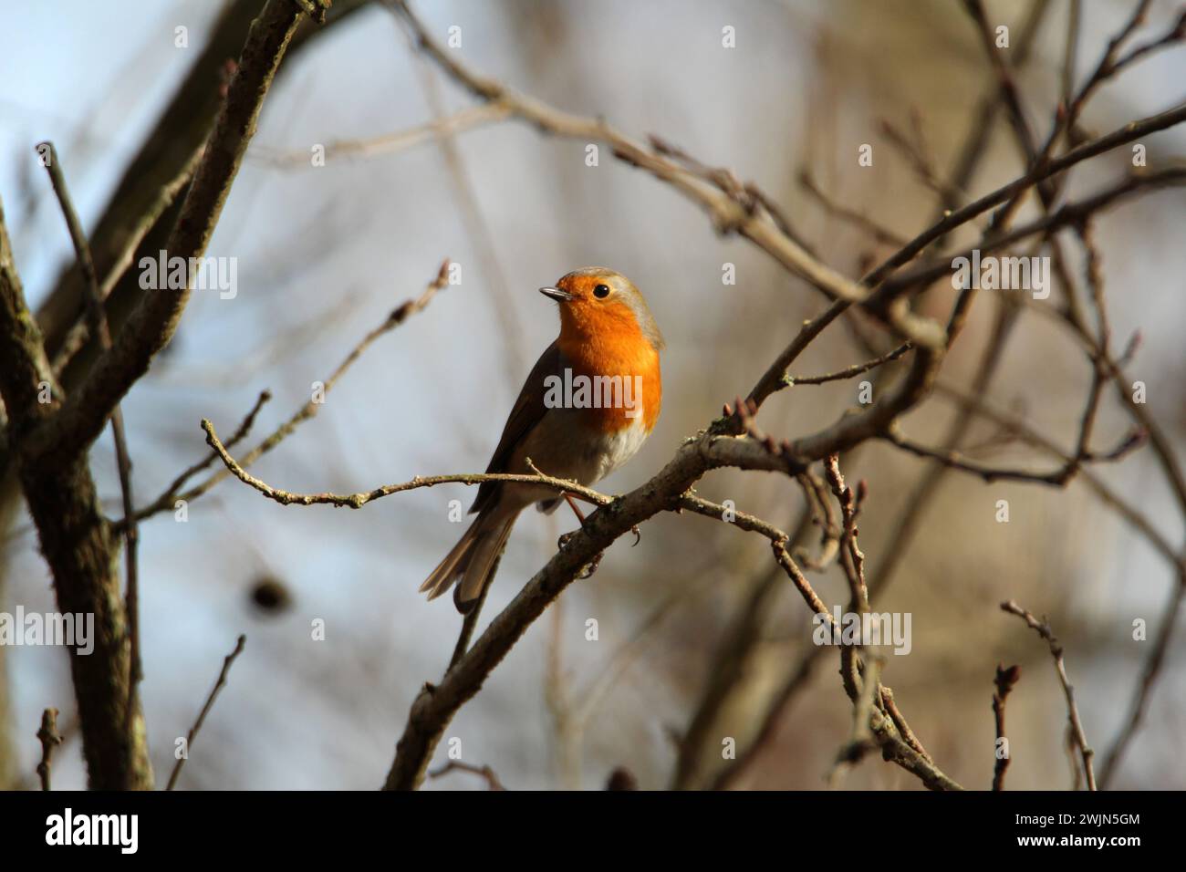 In the forest's hush, this European Robin flaunts its fiery red Stock ...