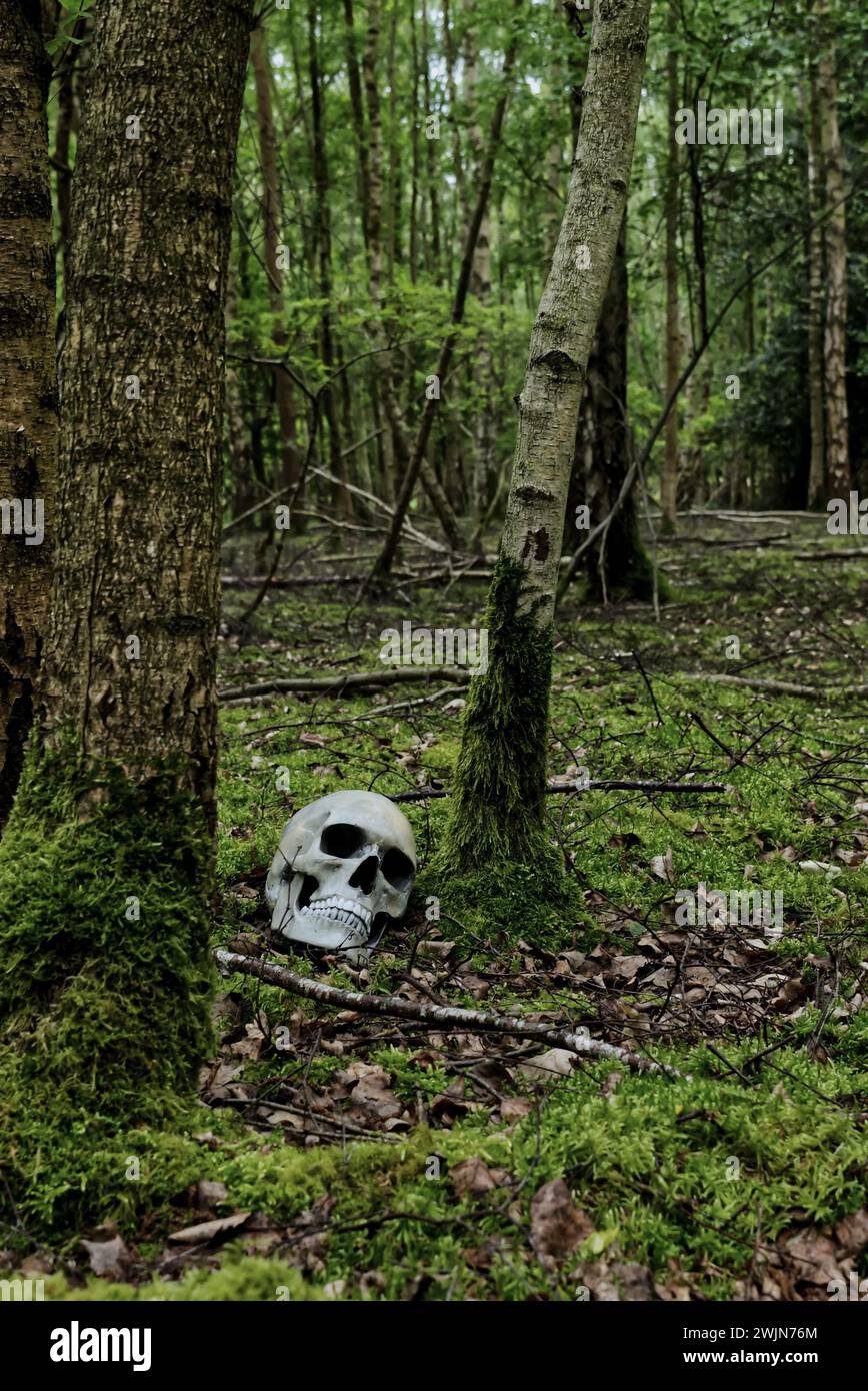 Human skull (authentic replica)partly hidden laying in the woods ...