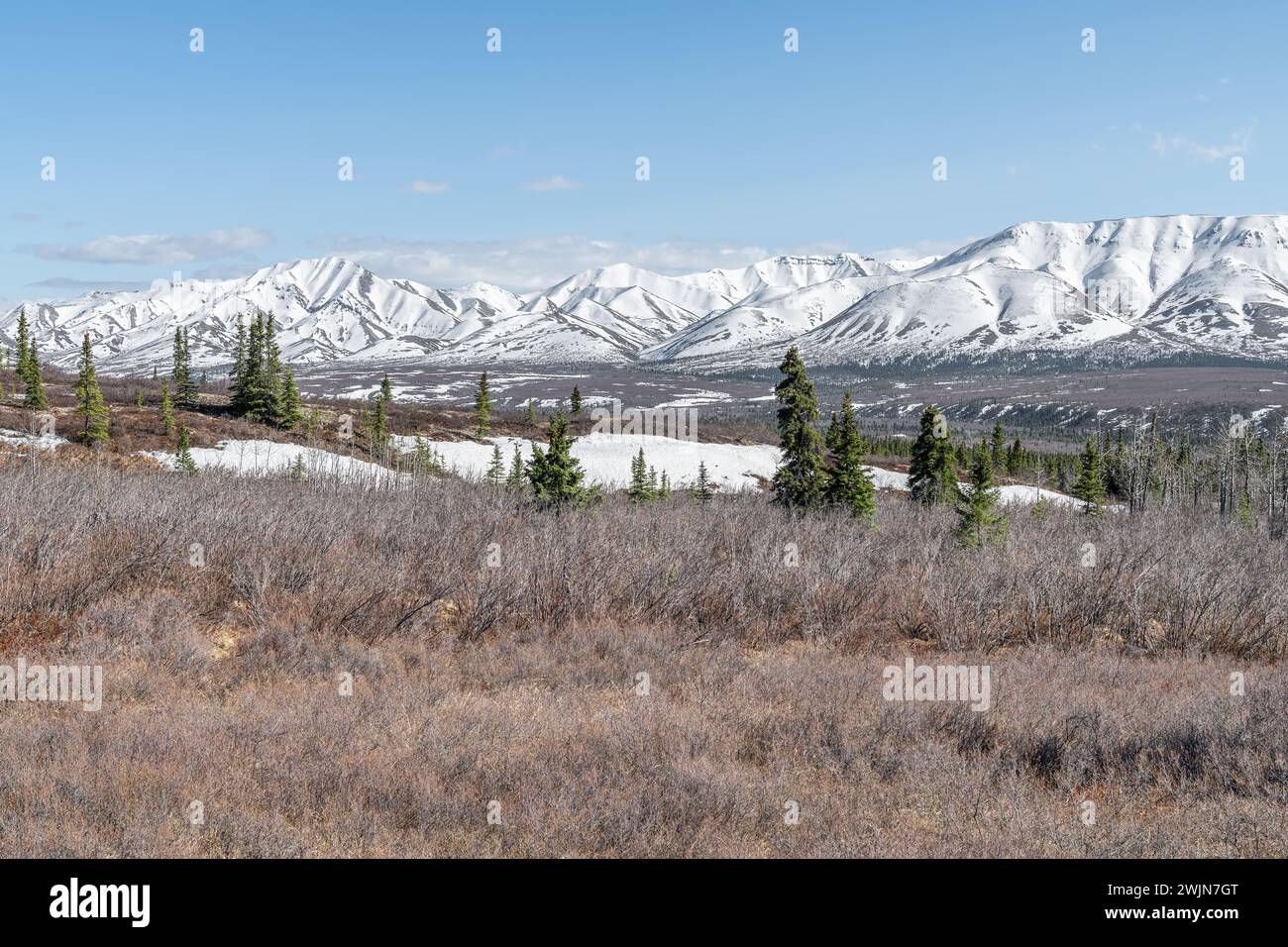 Edge of Tree line and Tundra in Denali National Park with snow covered ...