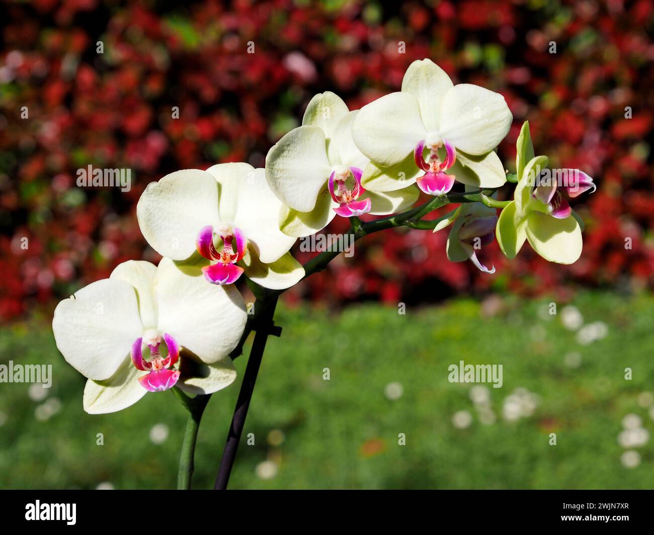 Closeup magenta and red orchids in a french garden forming a horizontal ...