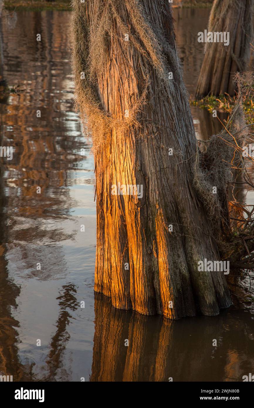Spanish moss on a bald cypress tree trunk in a lake in the Atchafalaya ...