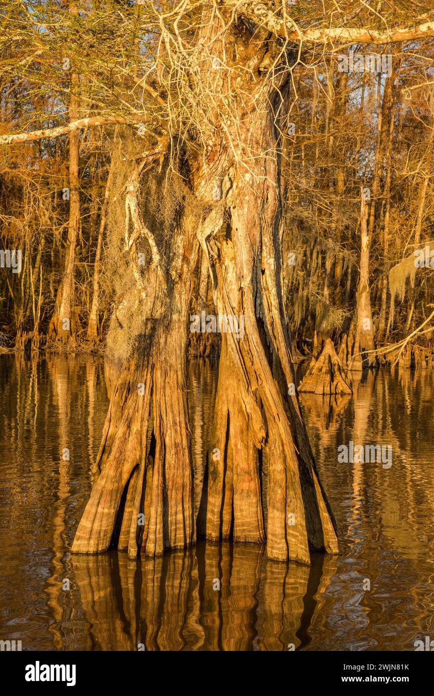 An old-growth bald cypress tree trunk in Lake Dauterive in the ...