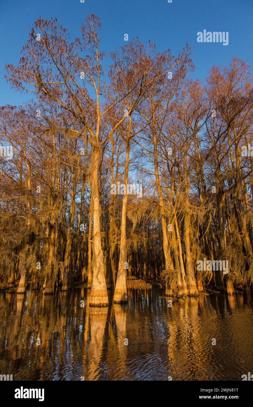 Sunrise light on bald cypress trees draped with Spanish moss in a lake ...