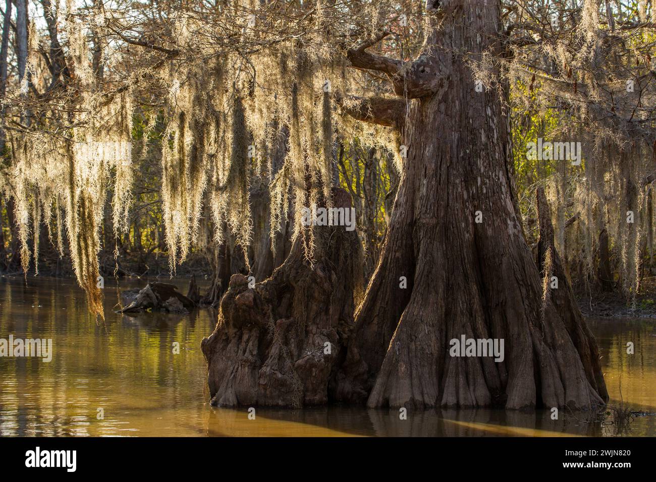 Spanish moss on old-growth bald cypress trees at sunset in Lake ...