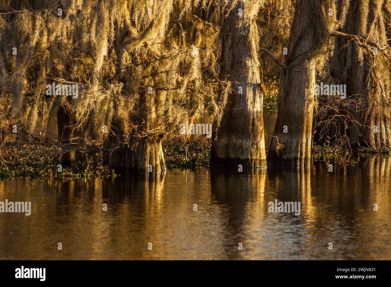 Spanish moss hangs from bald cypress trees in a lake in the Atchafalaya ...
