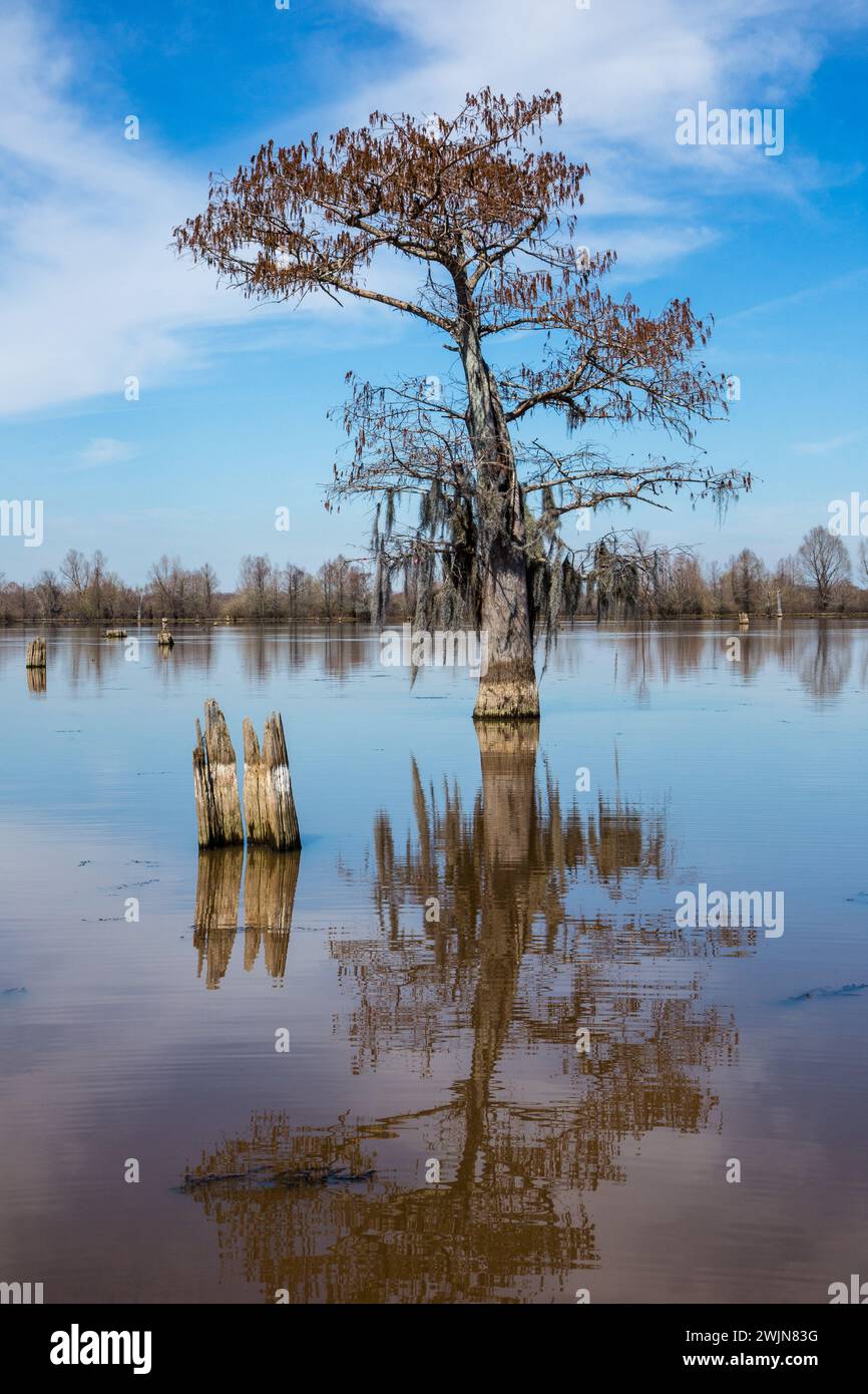 A bald cypress tree and remnant stump reflected in a lake in the ...