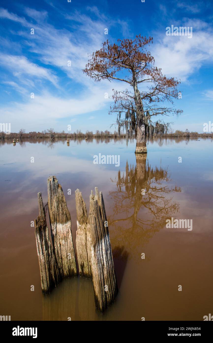 A bald cypress tree and remnant stump reflected in a lake in the ...