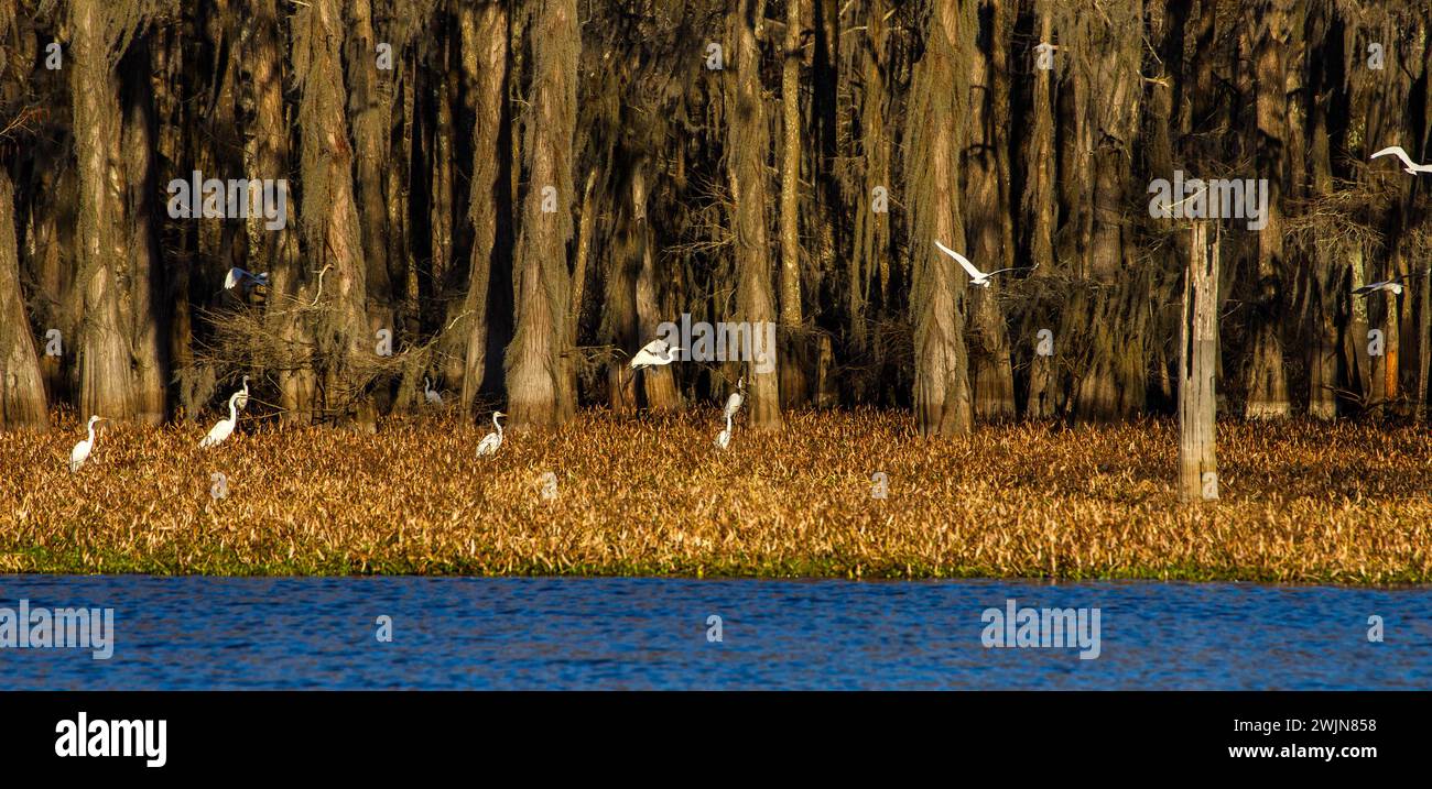 Great Egrets on a floating bed of invasive water hyacinth plants in a ...