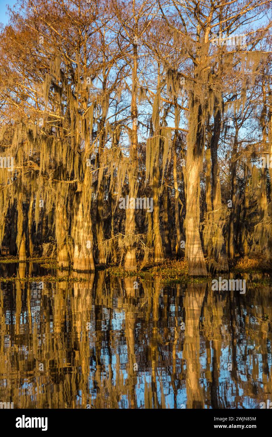 Sunrise light on bald cypress trees draped with Spanish moss in a lake ...