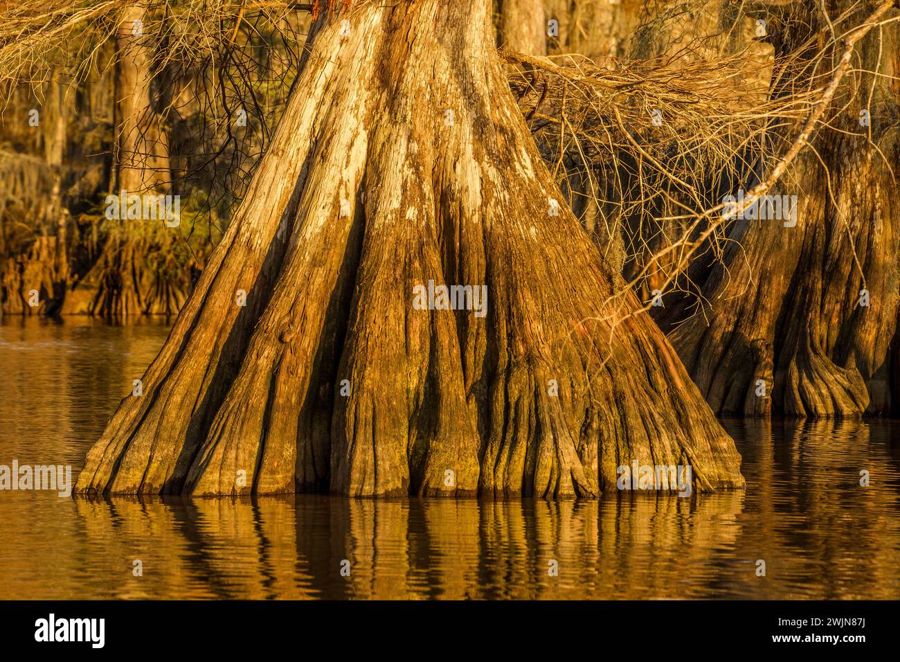 An old-growth bald cypress tree trunk with cypress knees in Lake ...