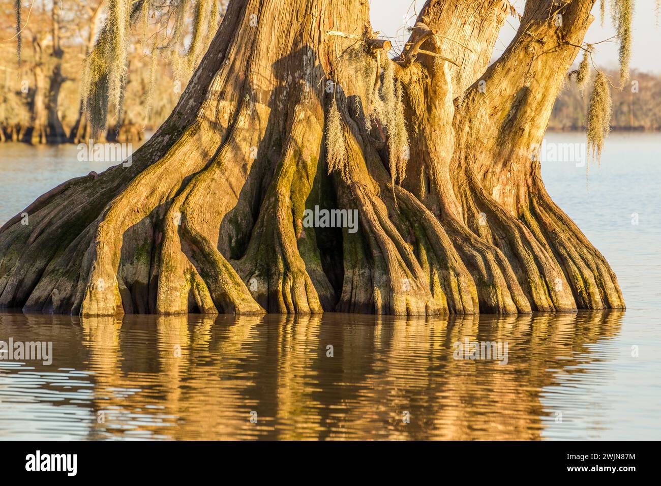 An old-growth bald cypress tree trunk with cypress knees in Lake ...